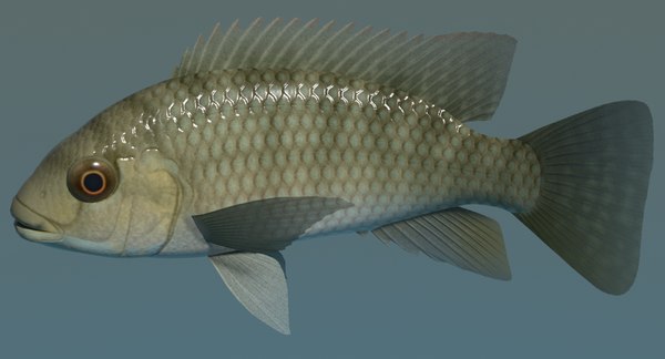 tilapia zillii swimming 3d model