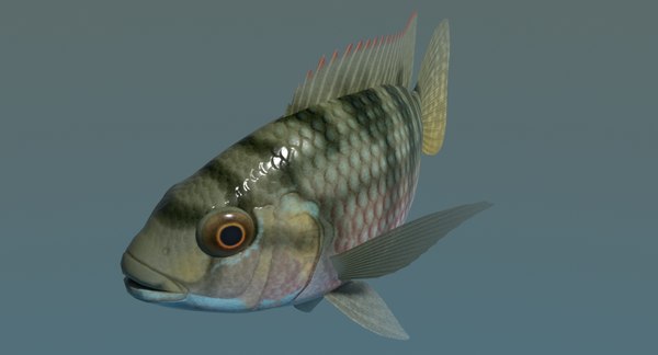 tilapia zillii swimming 3d model
