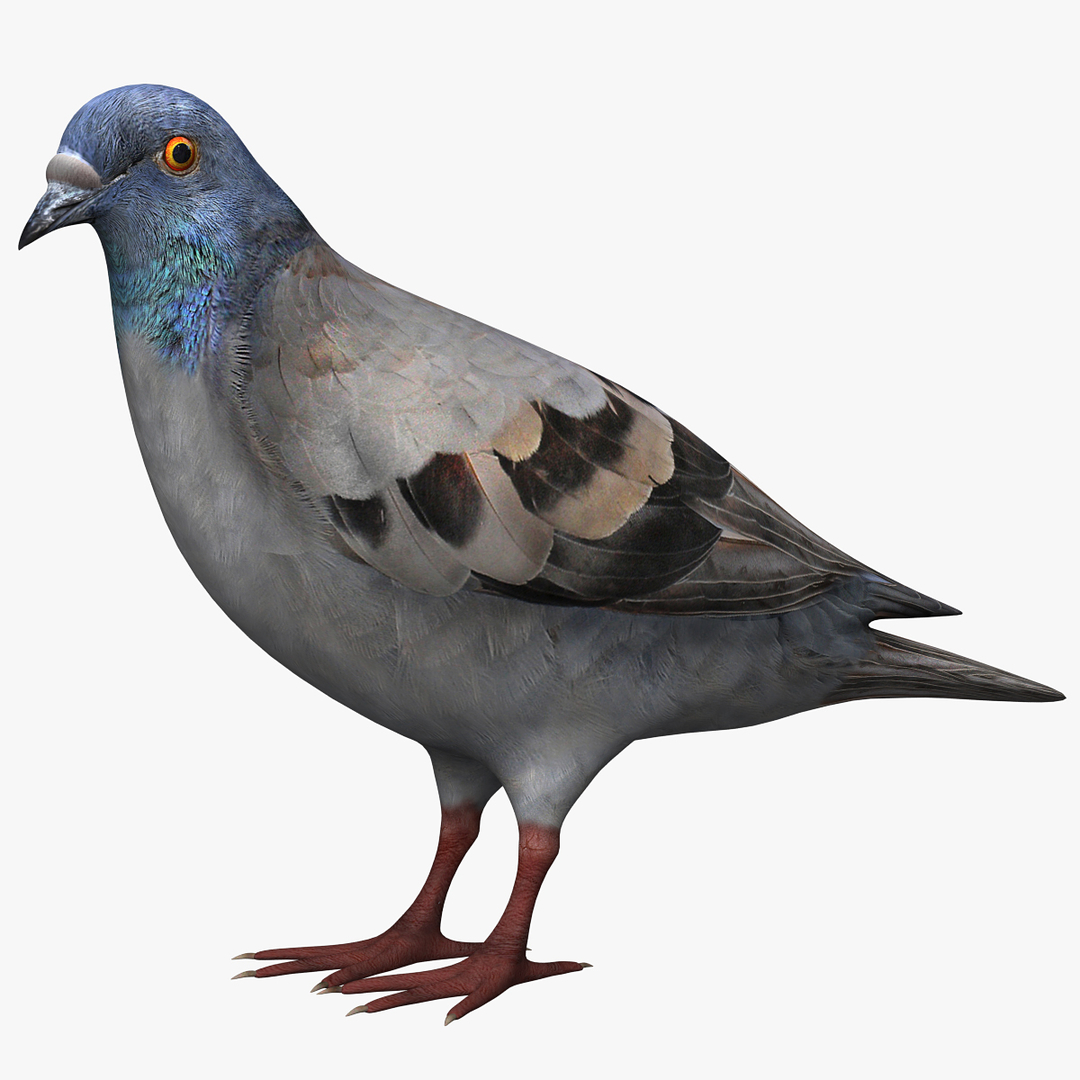 3d pigeon model