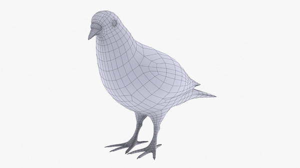 3d pigeon model