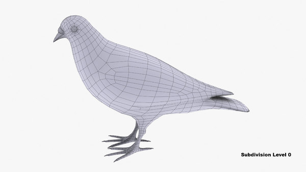 3d pigeon model