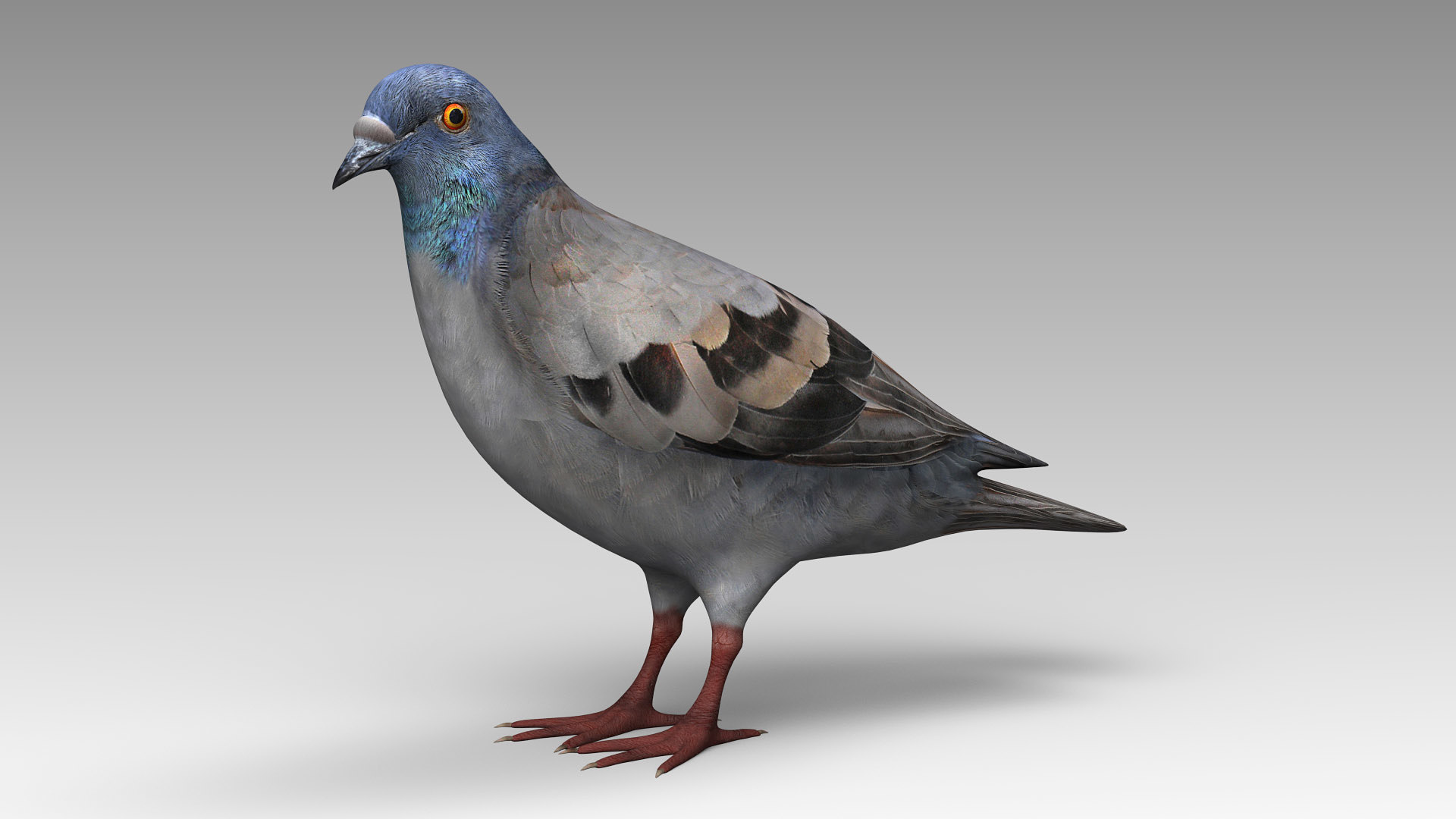 3d pigeon model