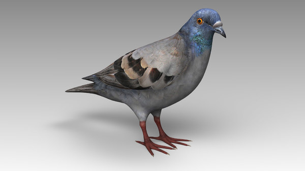 3d pigeon model