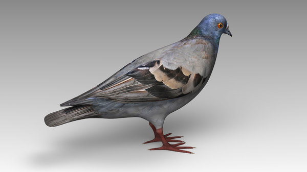 3d pigeon model