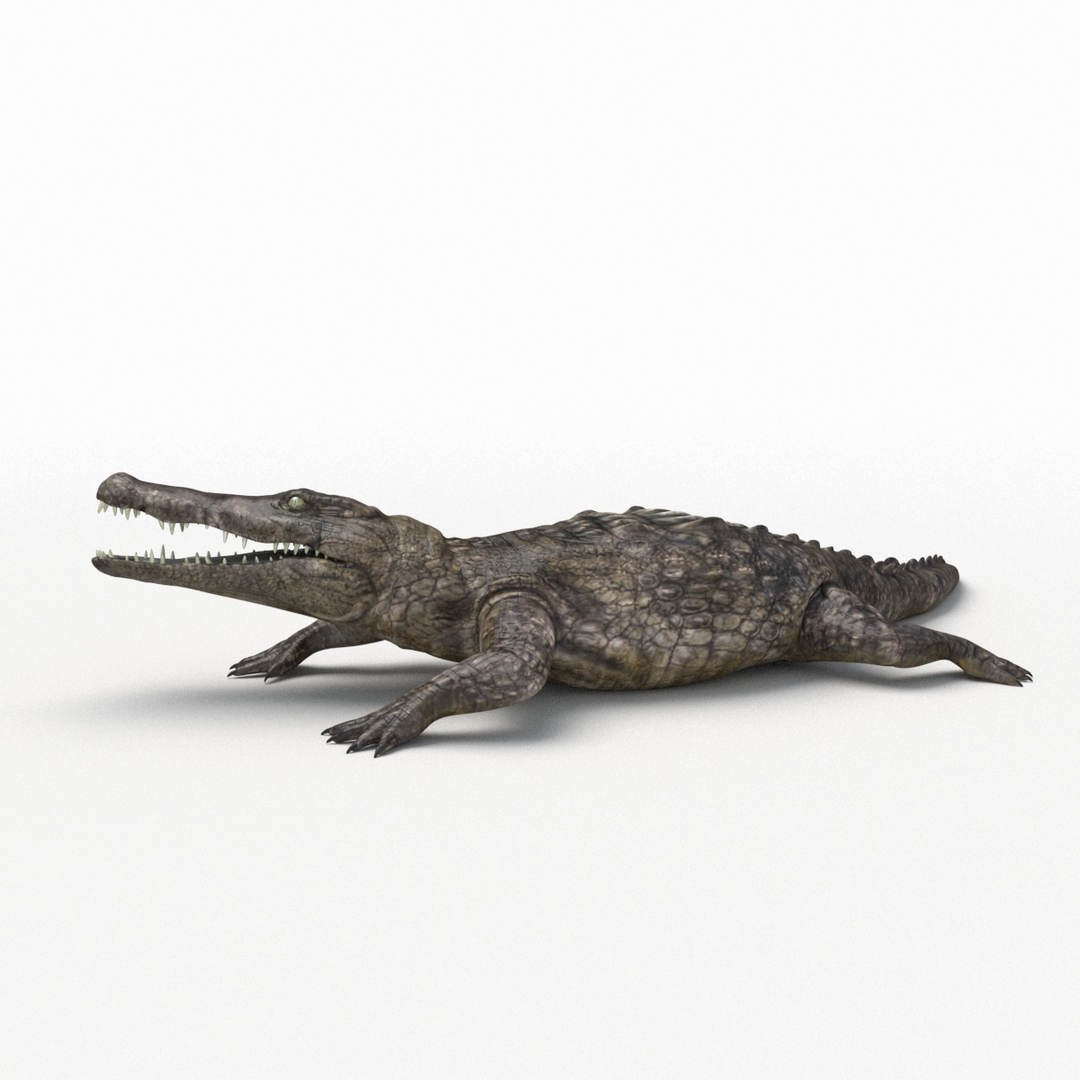 6 animals safari pack c4d