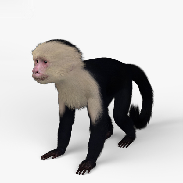 Monkey 3D Models for Download | TurboSquid