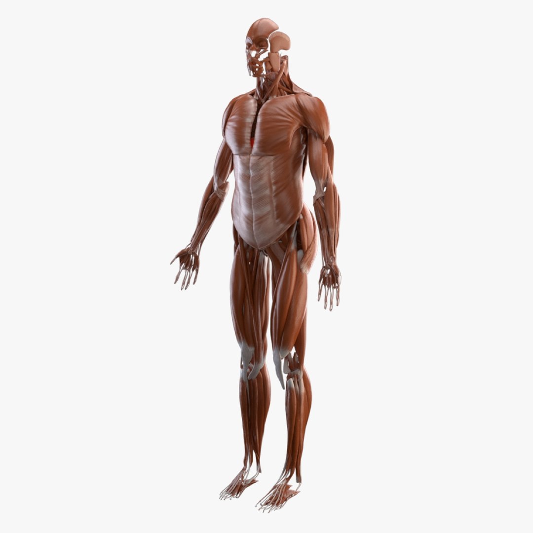 3D muscles anatomy - TurboSquid 1494711