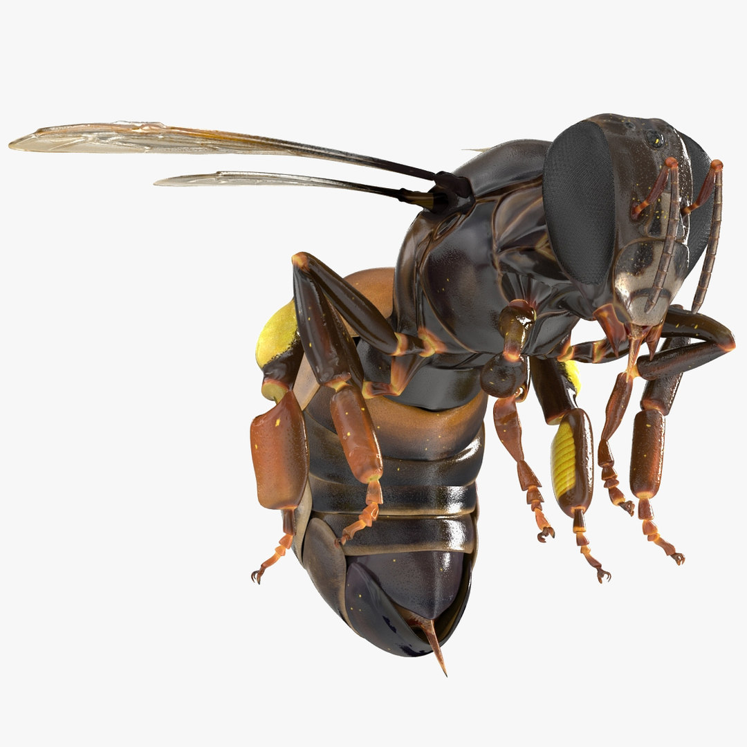 Honey bee rigged 3D model - TurboSquid 1494741