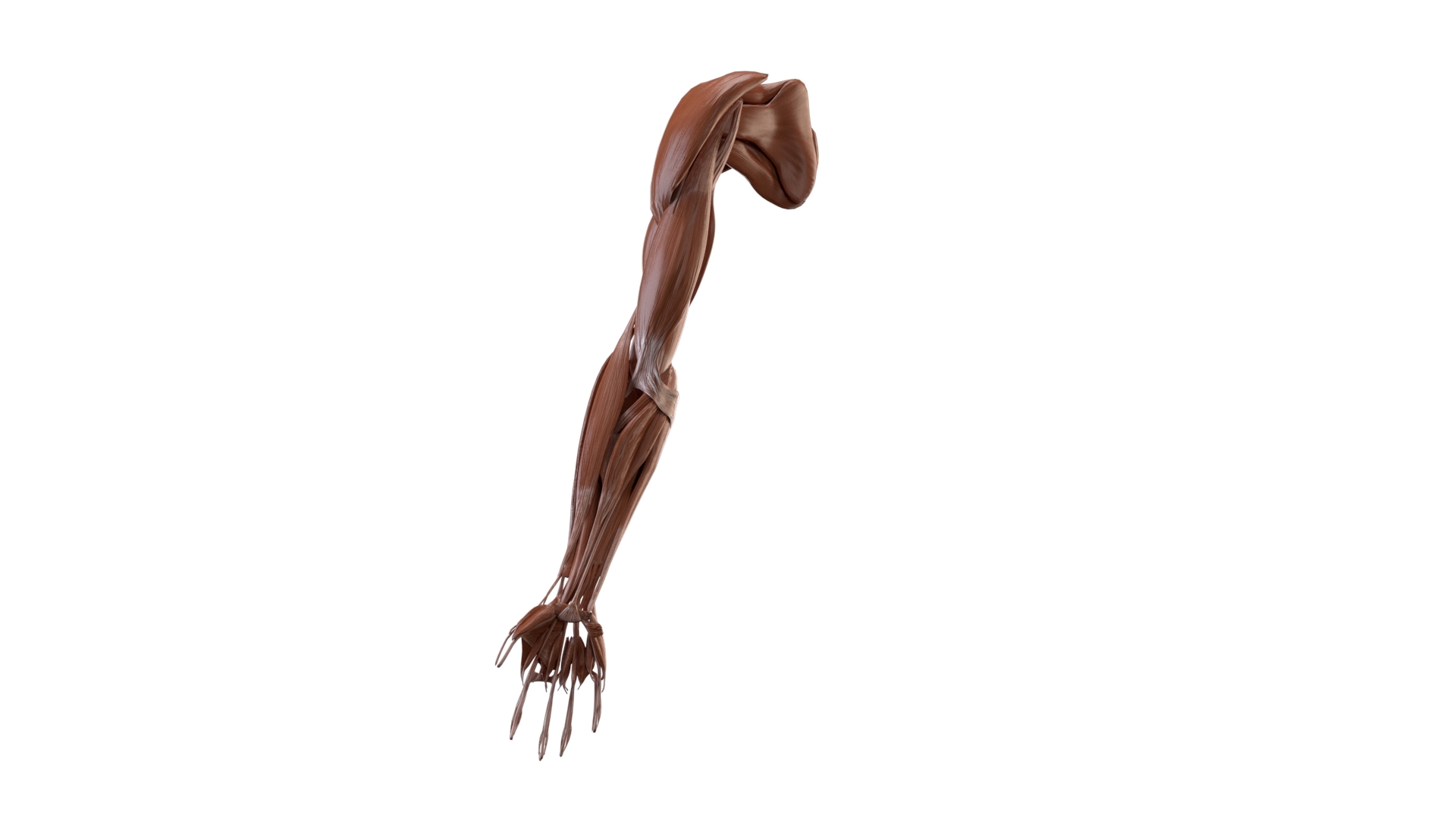 Arm muscles 3D model - TurboSquid 1494987