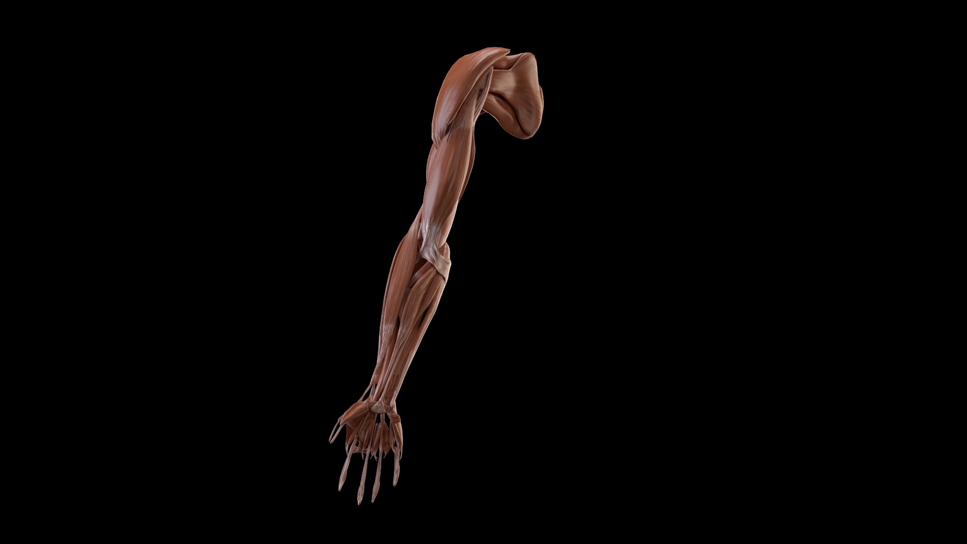 Arm muscles 3D model - TurboSquid 1494987