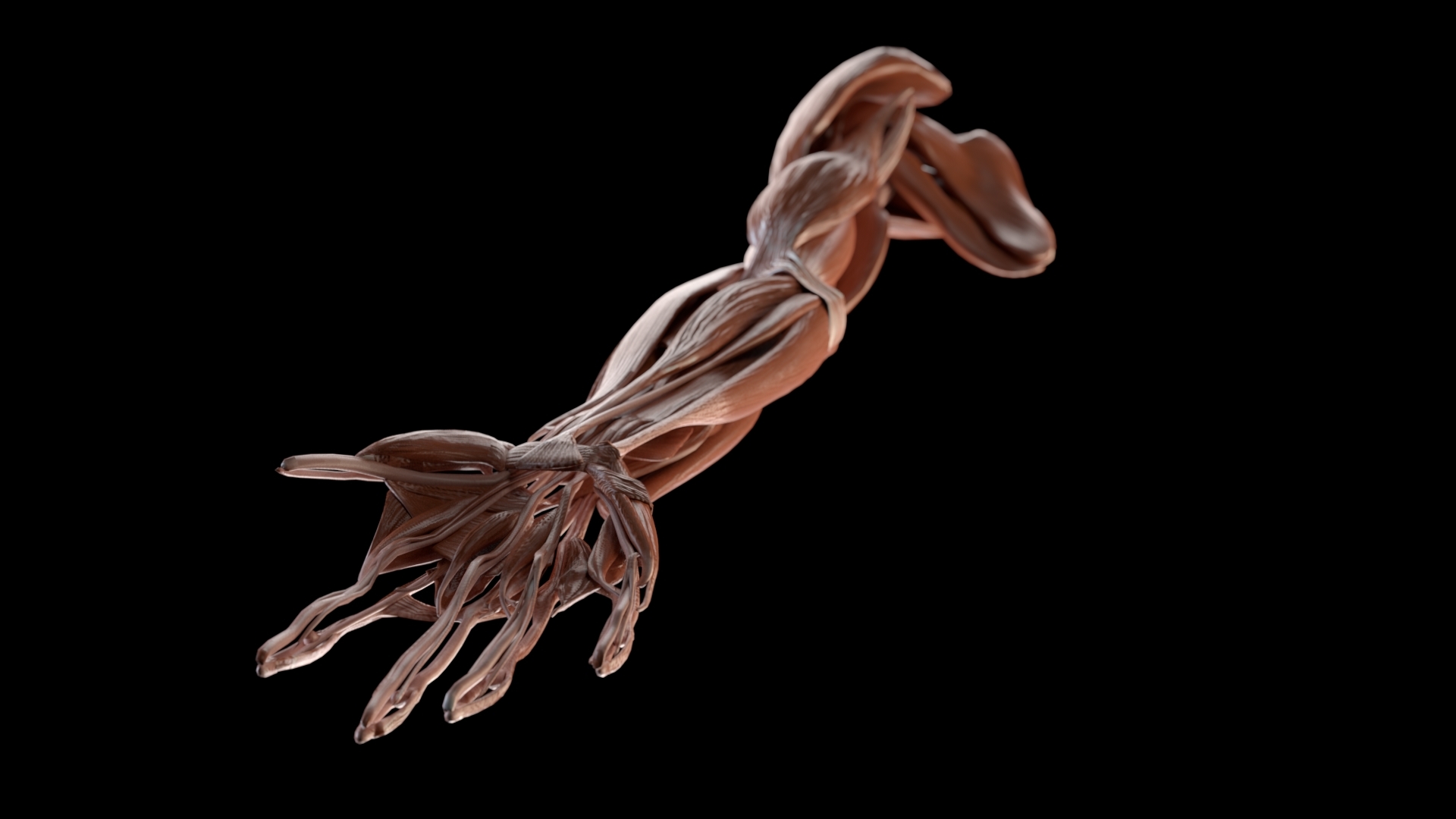 Arm muscles 3D model - TurboSquid 1494987