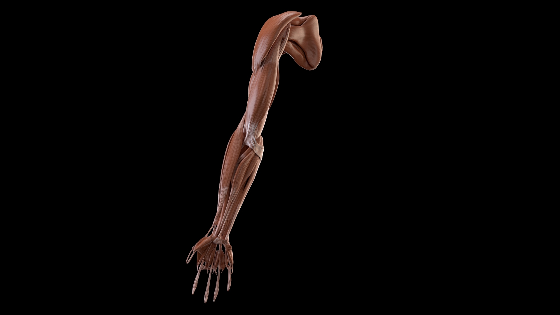 Arm muscles 3D model - TurboSquid 1494987