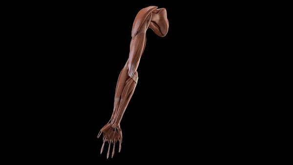 Arm muscles 3D model - TurboSquid 1494987