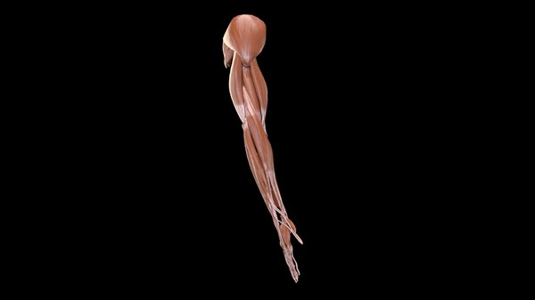 Arm muscles 3D model - TurboSquid 1494987