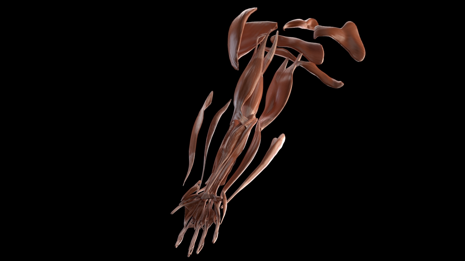 Arm muscles 3D model - TurboSquid 1494987