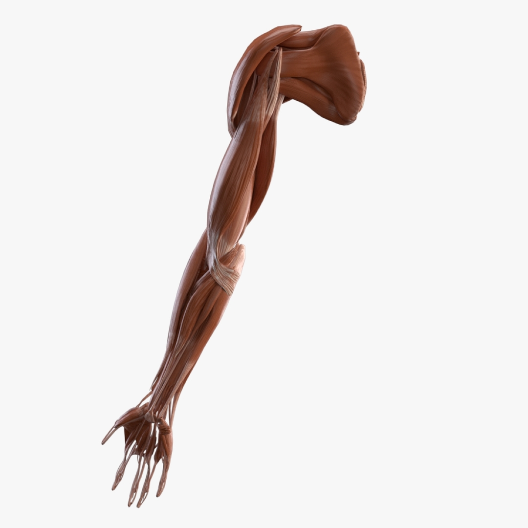 Arm muscles 3D model - TurboSquid 1494987