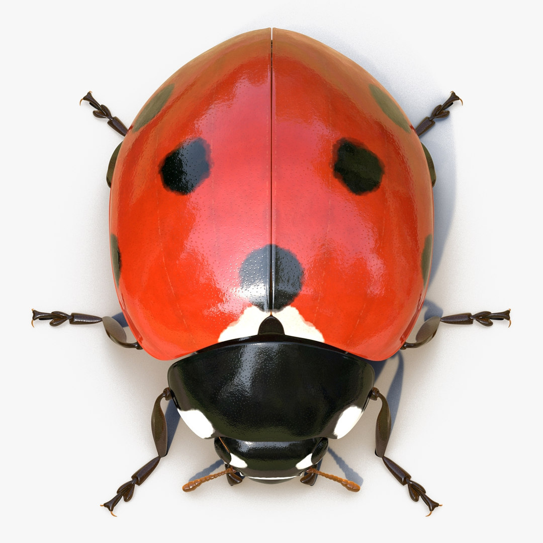 3D ladybug rigged - TurboSquid 1495060
