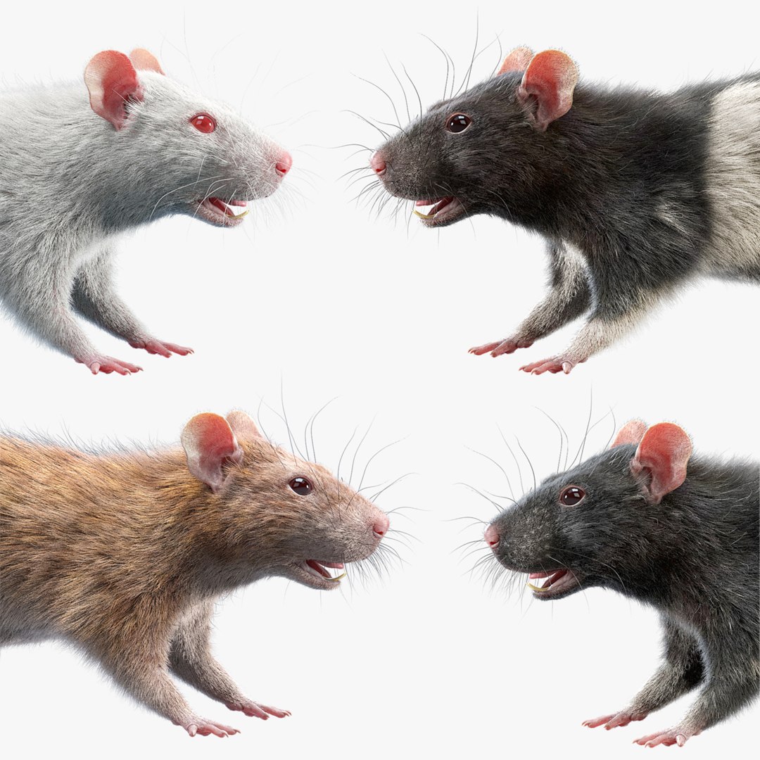 Rats fur white 3D model - TurboSquid 1495122