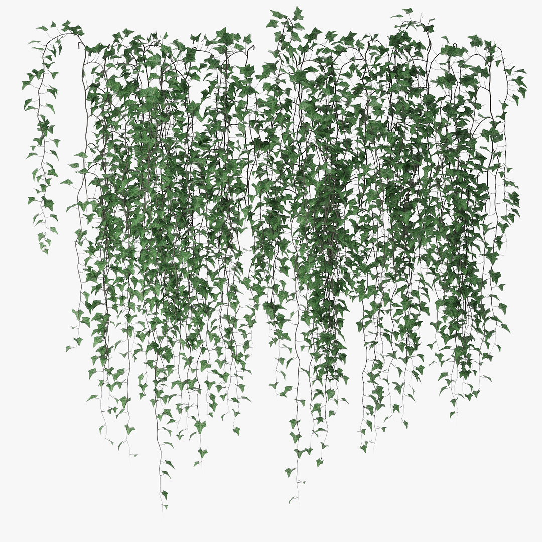 Ivy wall 3D - TurboSquid 1495131