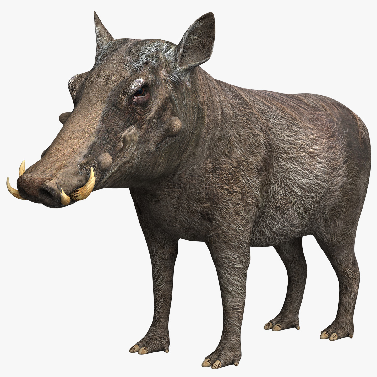 Hylochoerus 3D - TurboSquid 1495247