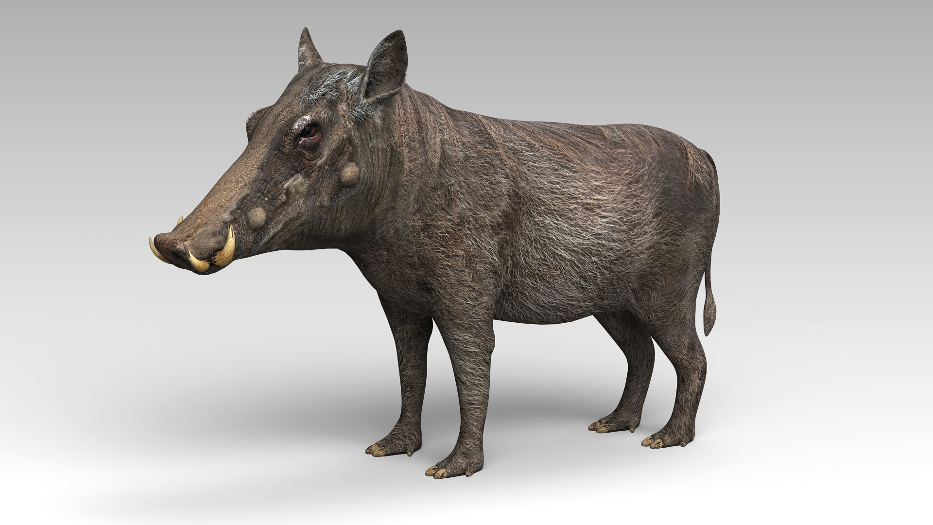 Hylochoerus 3D - TurboSquid 1495247