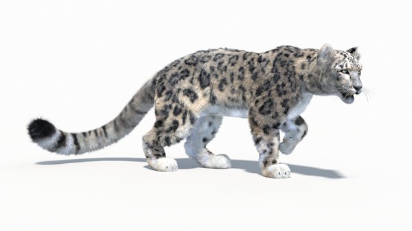 rigged snow leopard animation max