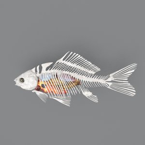 Fish Skeleton 3D Models for Download | TurboSquid