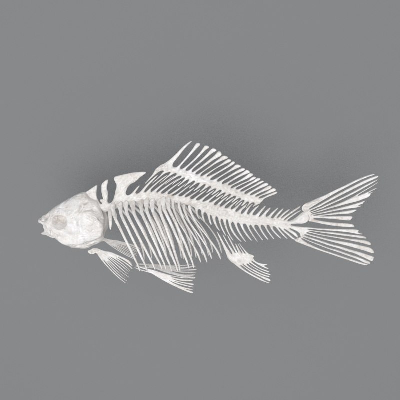 Fish skeleton structure 3D - TurboSquid 1495658