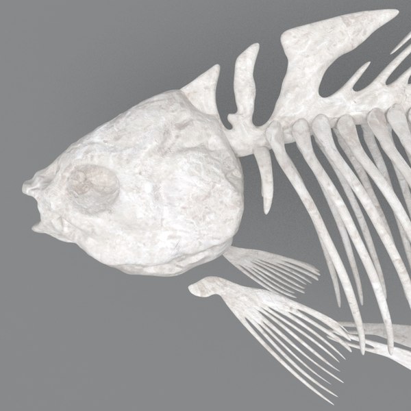 modèle 3D de structure squelette de poisson - TurboSquid 1495658