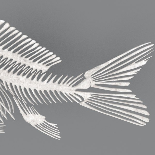 modèle 3D de structure squelette de poisson - TurboSquid 1495658