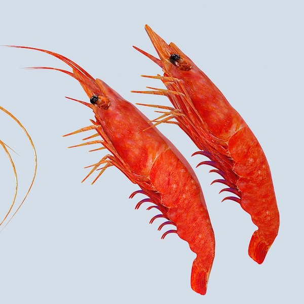 Shrimp animal crustacean 3D - TurboSquid 1495651