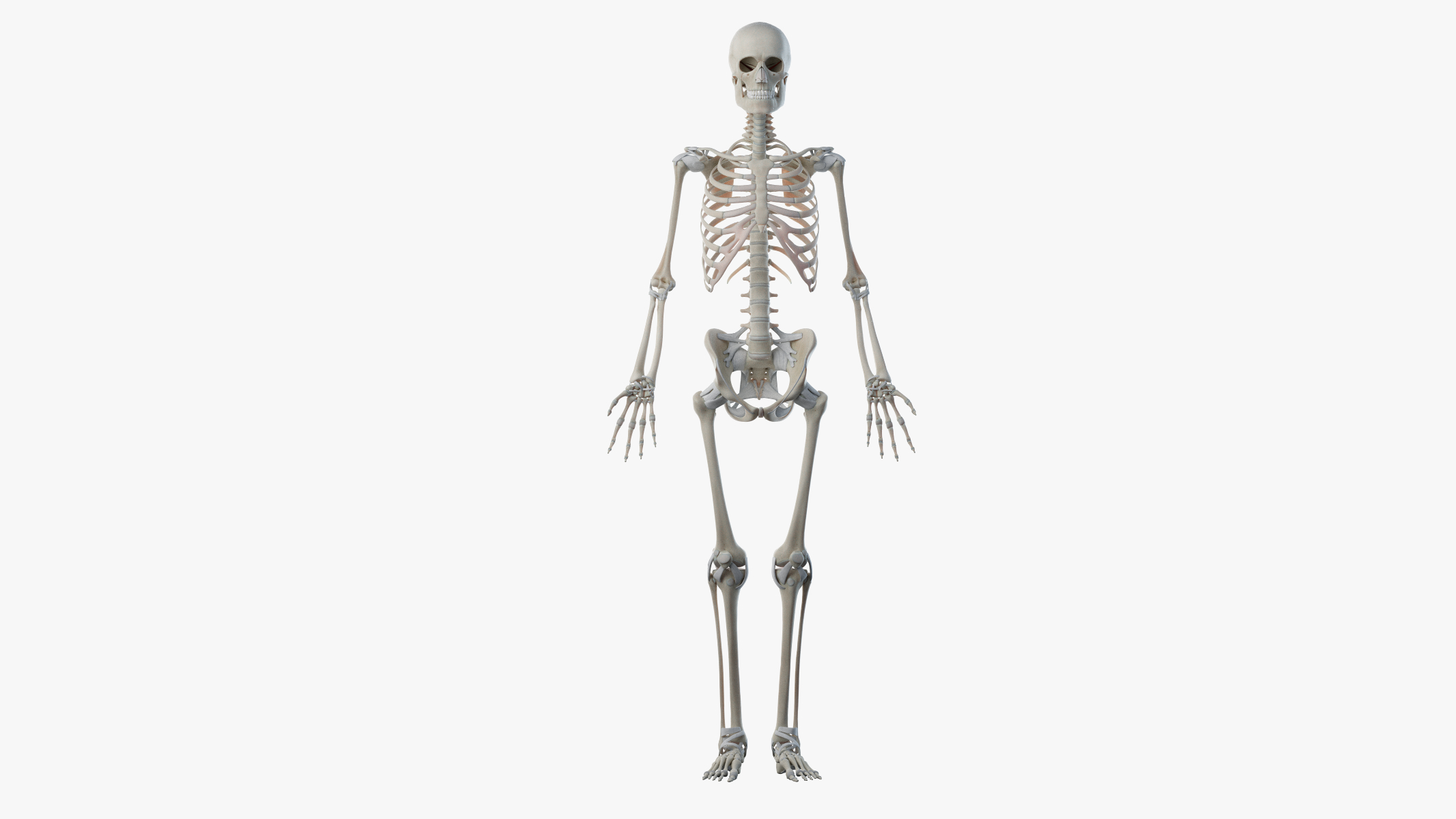 3D skin asian male skeleton - TurboSquid 1496911