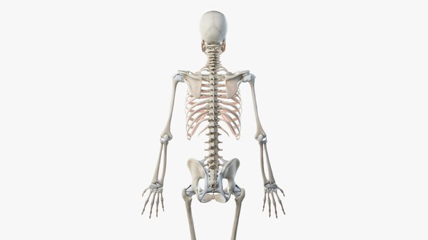 3D skin asian male skeleton - TurboSquid 1497691