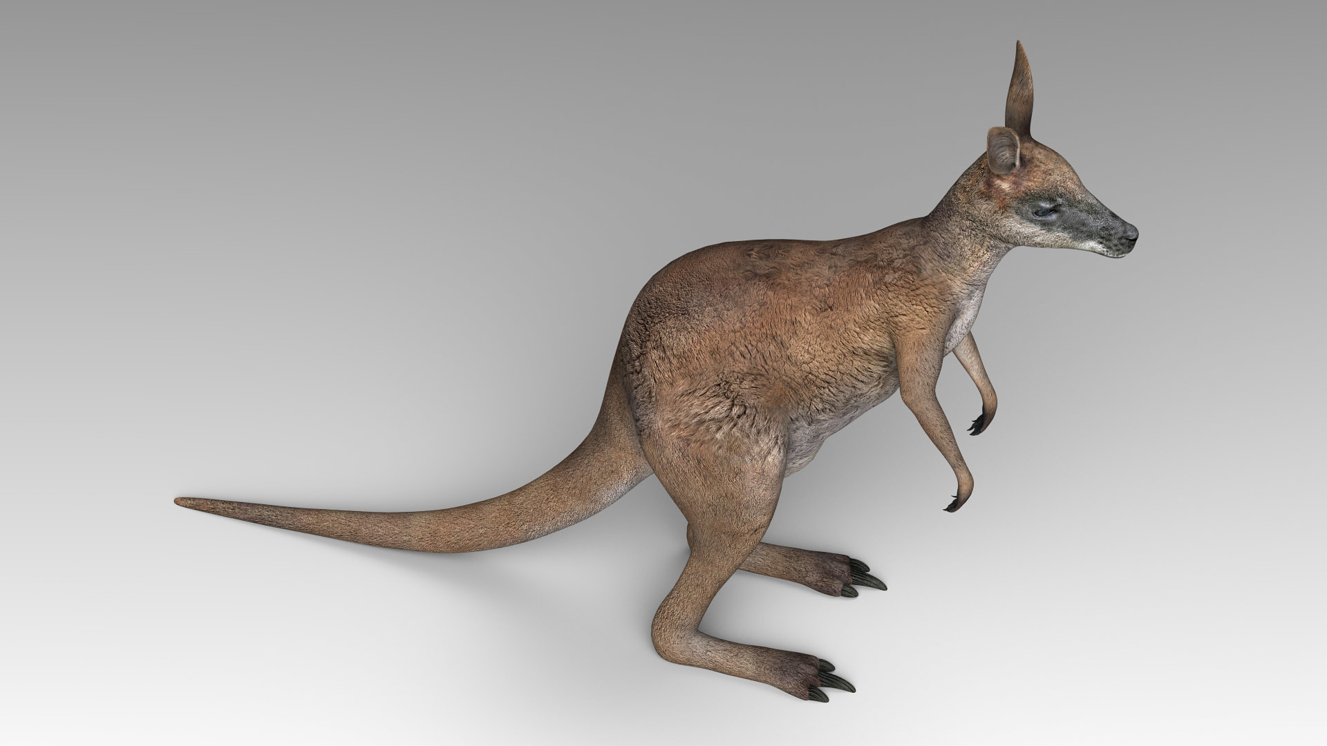 3D kangaroo marsupial animals model - TurboSquid 1496591