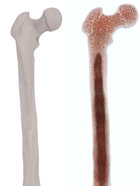 3D Femur Models | TurboSquid
