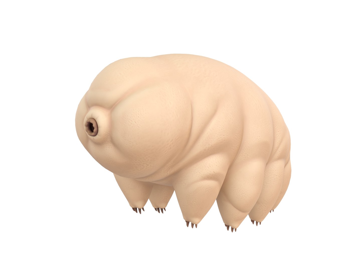 Tardigrade character cartoon 3D model - TurboSquid 1497639