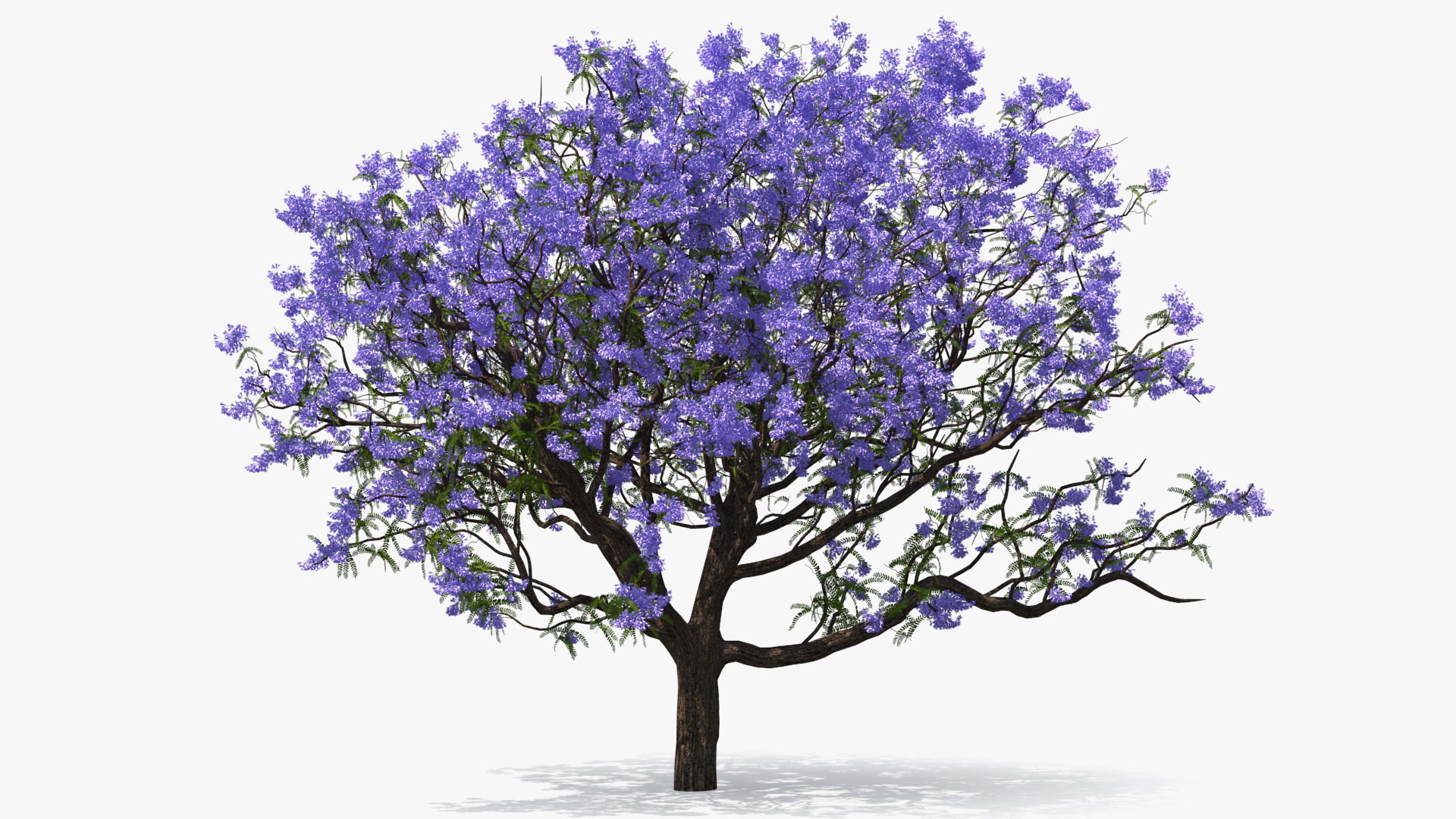 3D blooming jacaranda tree model - TurboSquid 1498071