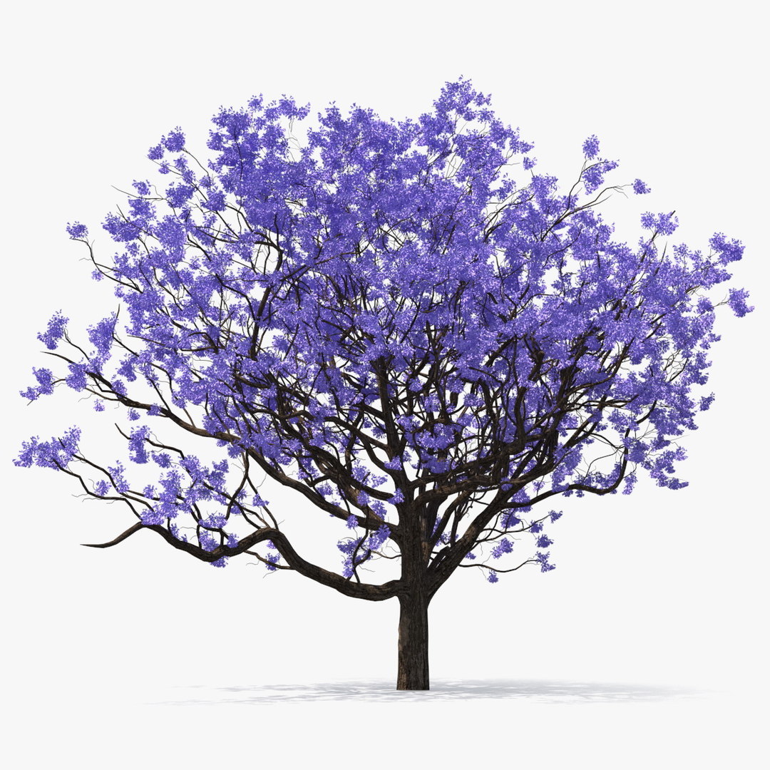 Blooming jacaranda tree leaves 3D model - TurboSquid 1498075