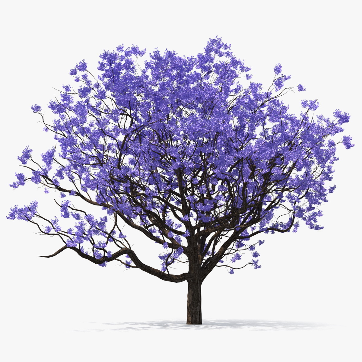 Blooming jacaranda tree leaves 3D model - TurboSquid 1498075