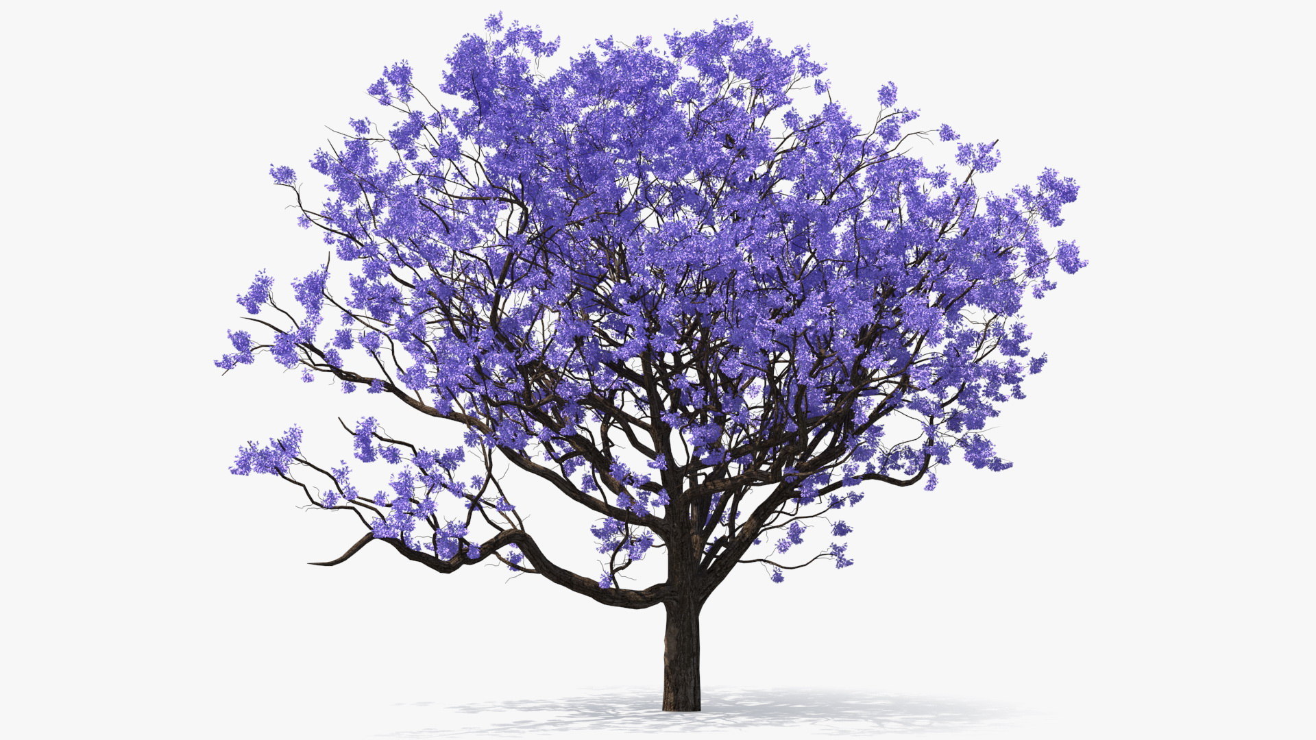 Blooming jacaranda tree leaves 3D model - TurboSquid 1498075