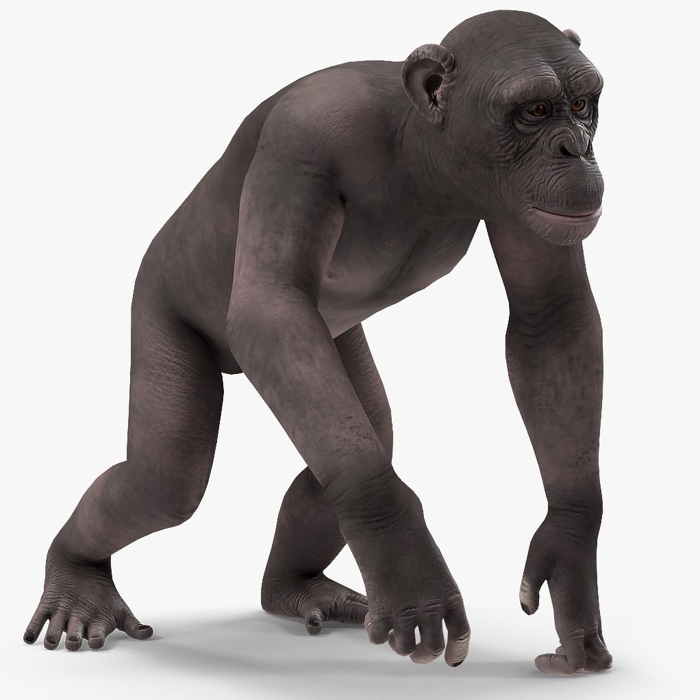 Chimpanzee dark pan rigged model - TurboSquid 1498386