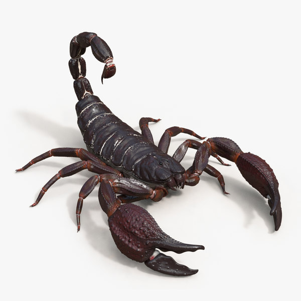 Free 3D Scorpion Models | TurboSquid