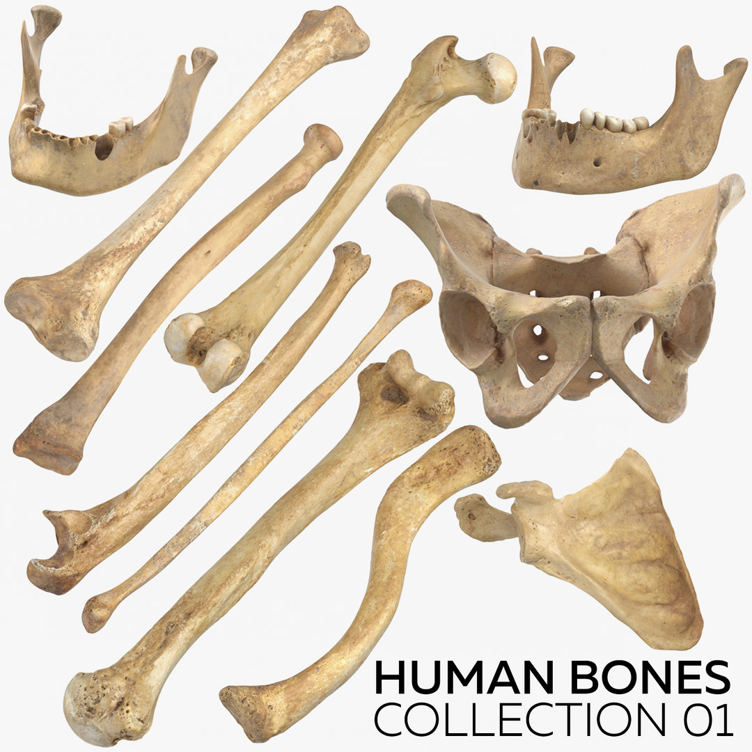 3D human bones 01 - TurboSquid 1499024