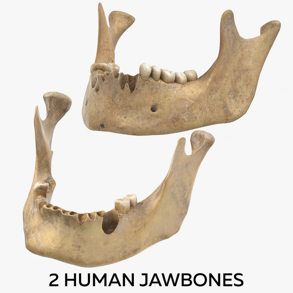 3D Jaw Models | TurboSquid