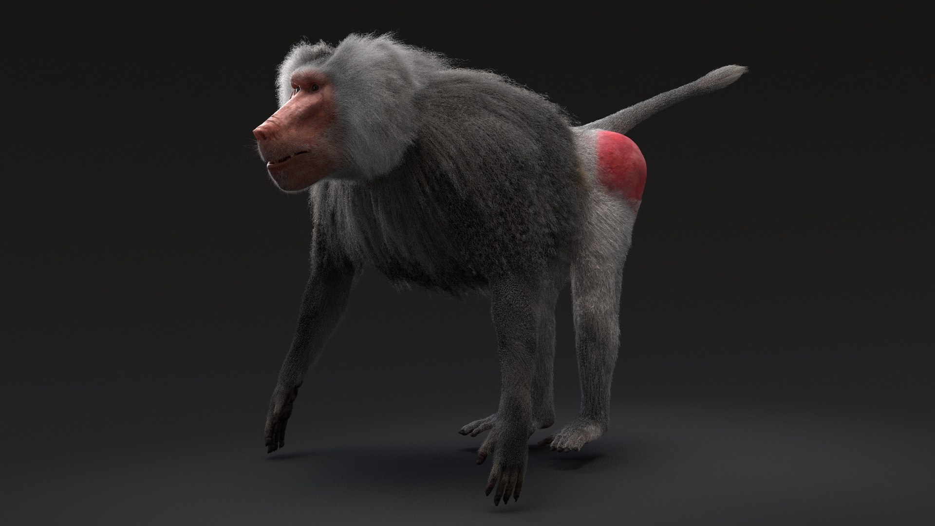 Realistic baboon 3D model - TurboSquid 1499122