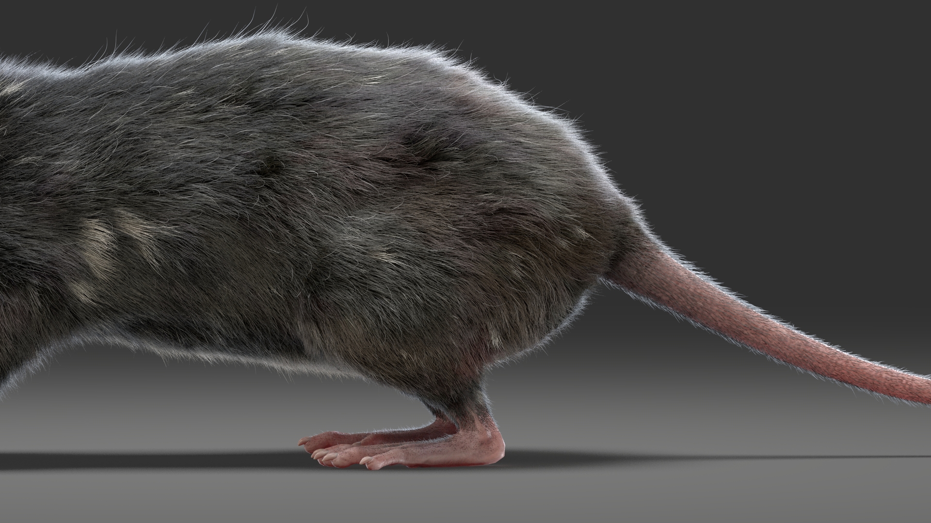 3D rat rigged fur animations model - TurboSquid 1500223