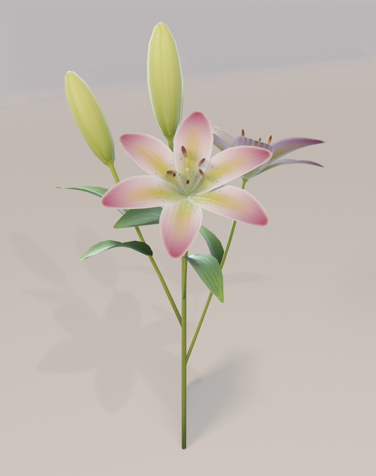 3D lily model - TurboSquid 1500696