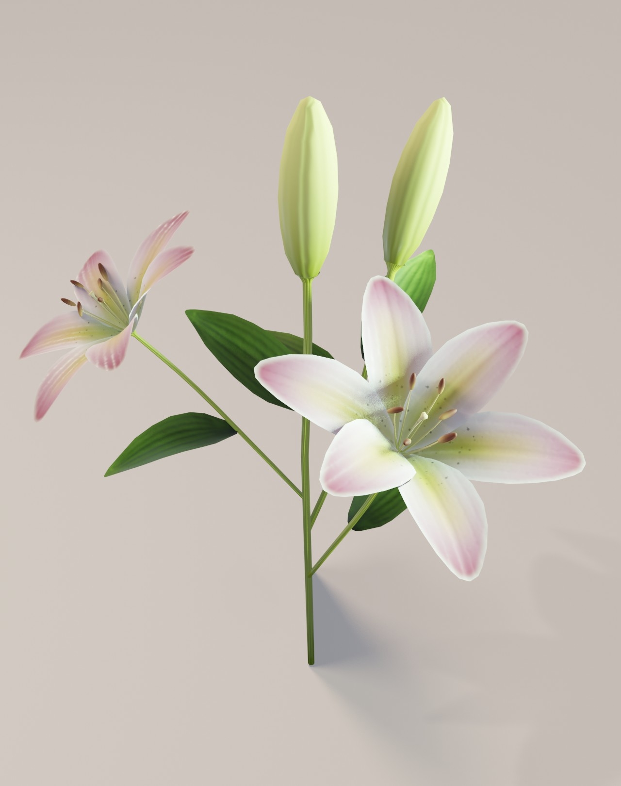 3D lily model - TurboSquid 1500696