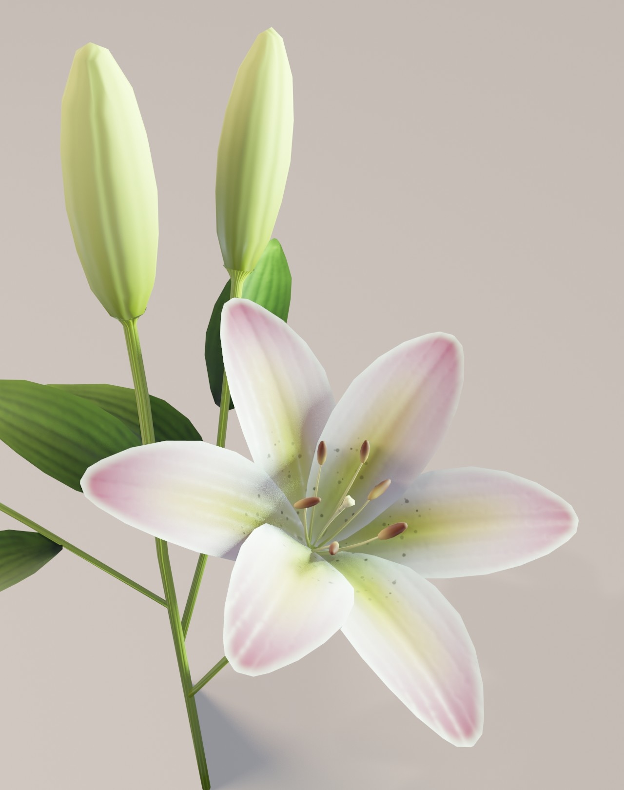 3D lily model - TurboSquid 1500696