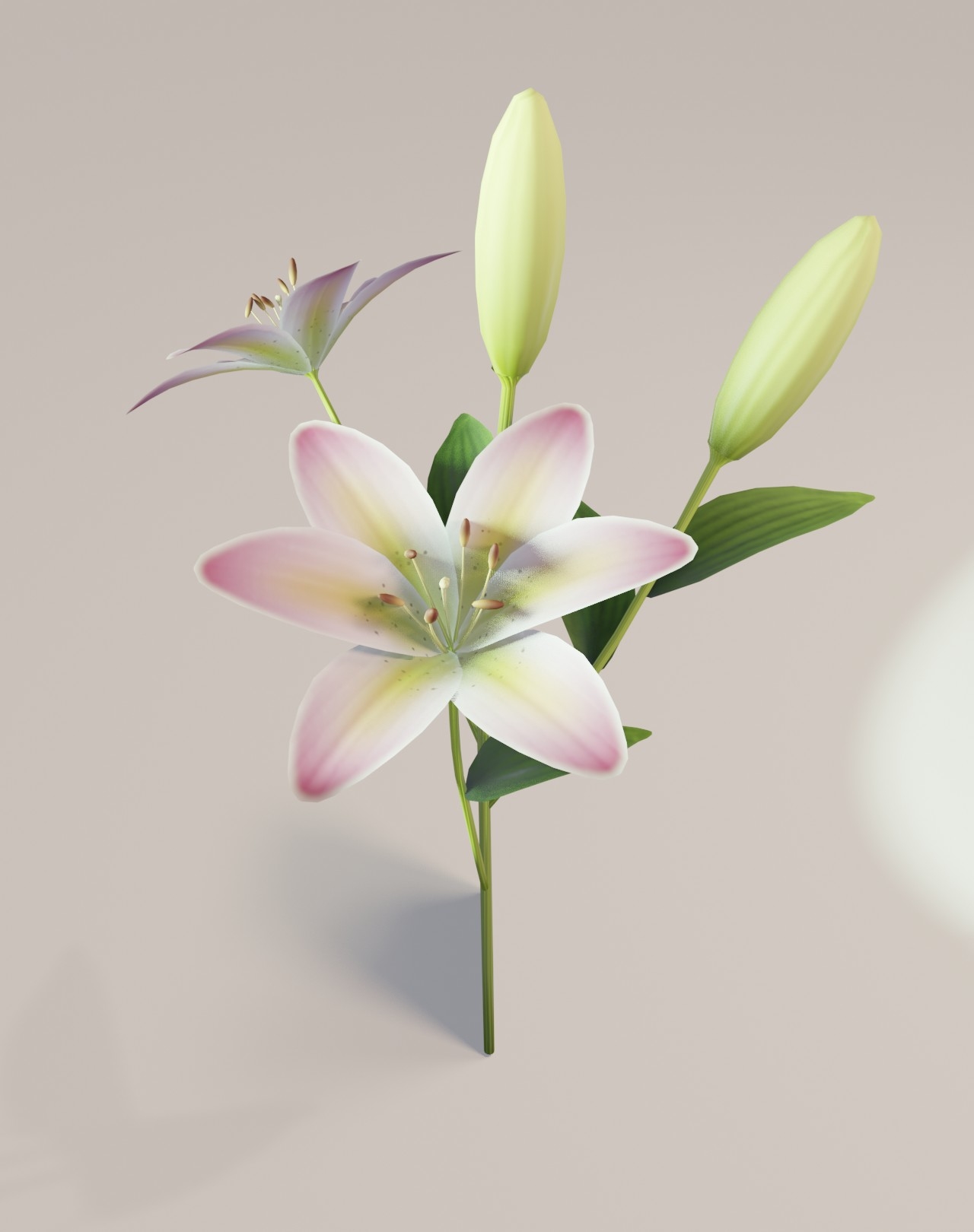 3D lily model - TurboSquid 1500696